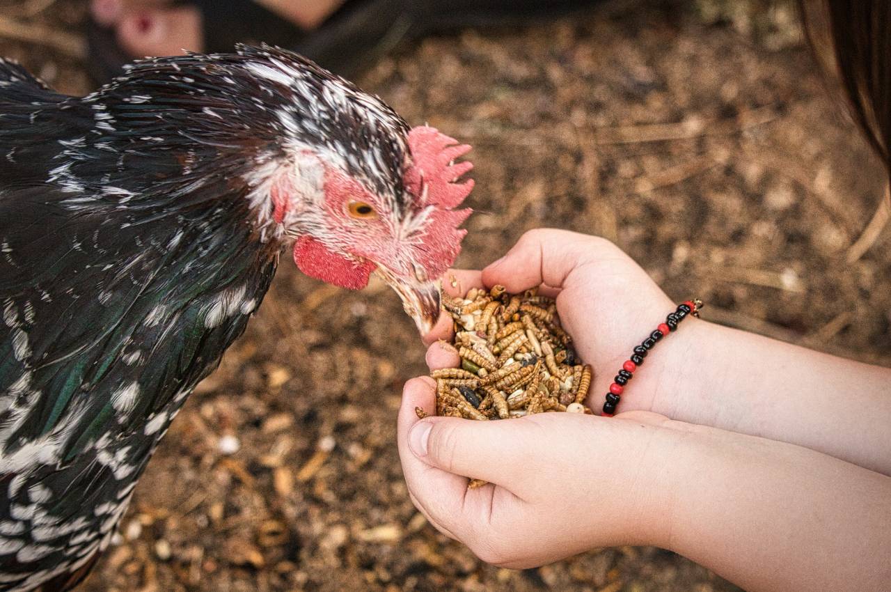 Will Birds Eat Rice? A Complete Guide to Bird Feeding